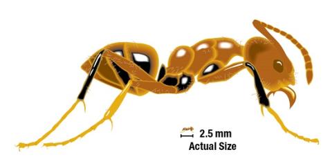 The Six Species of Ants you Need to Know | Syngenta PPM