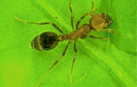 Fire Ant Control: Complete Colony Elimination | Syngenta PPM Australia